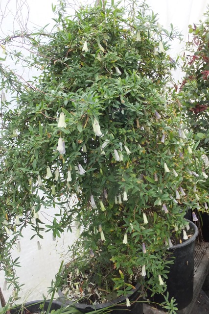 Apple-berry Billardiera - by Bob Flowerdew