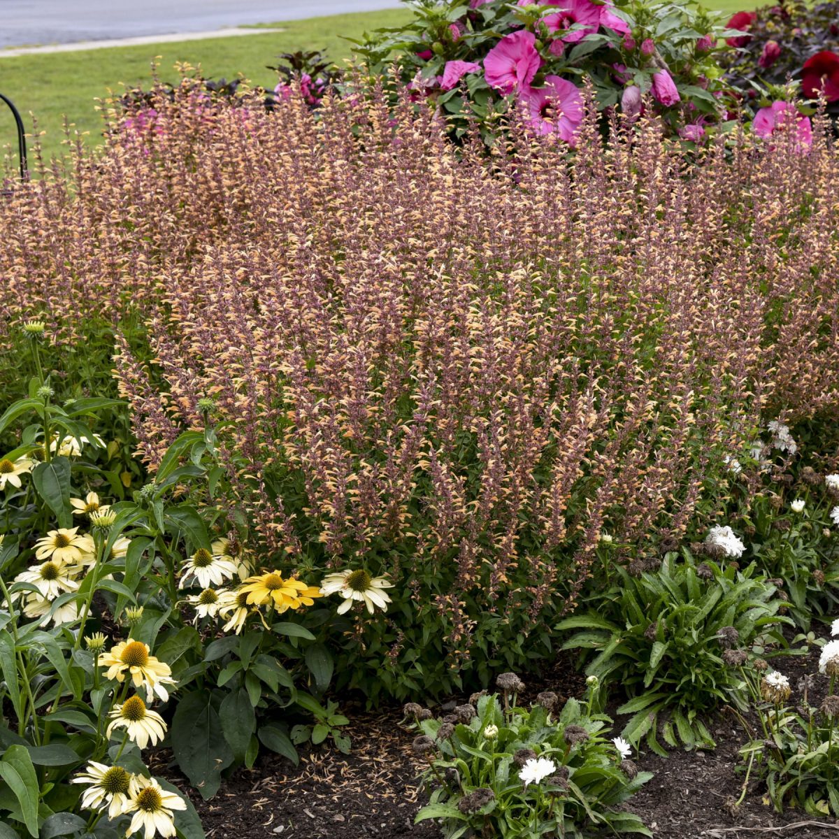 A Peek at New Perennials - by Mary-Kate Mackey