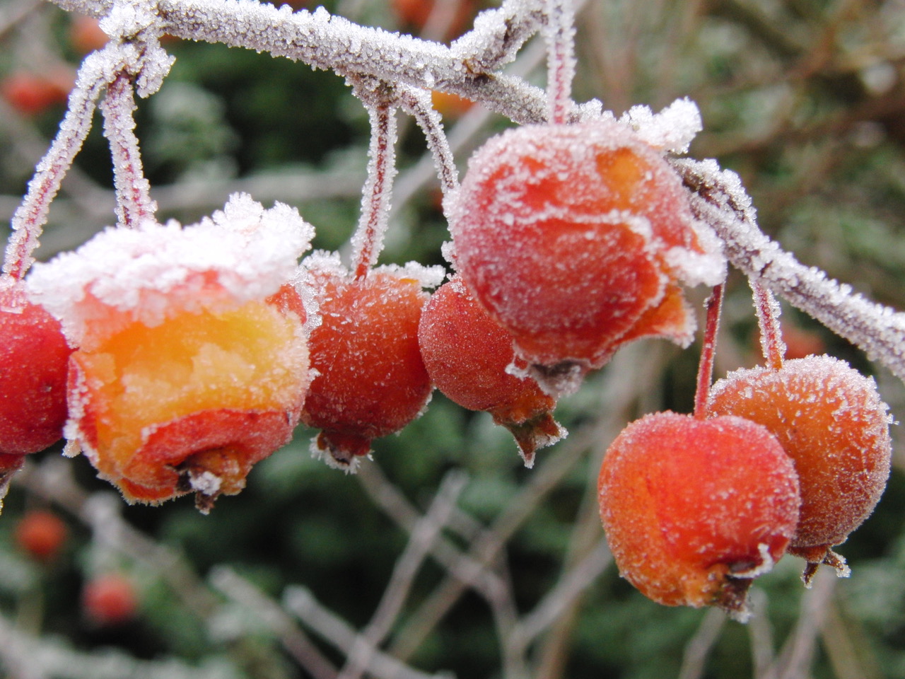 Grow fruit for future harvests - by Jean Vernon