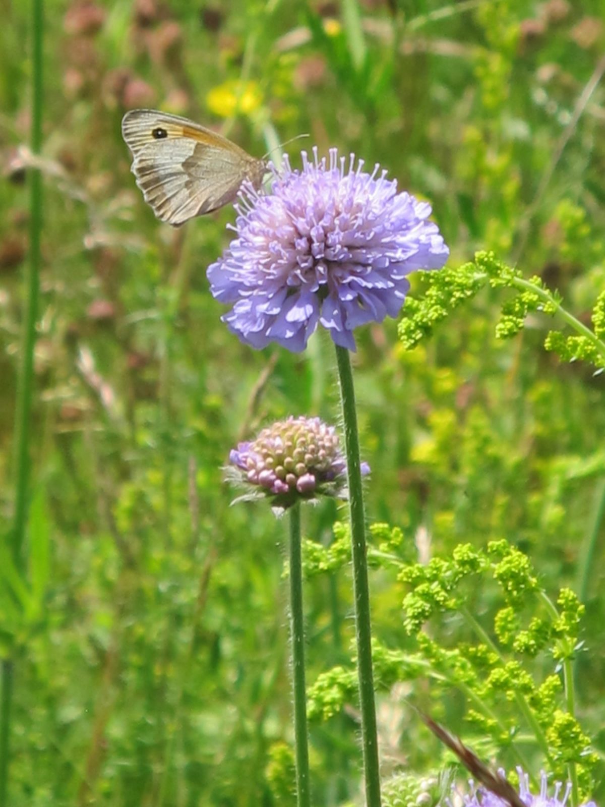 Limbo Land - by Val Bourne
