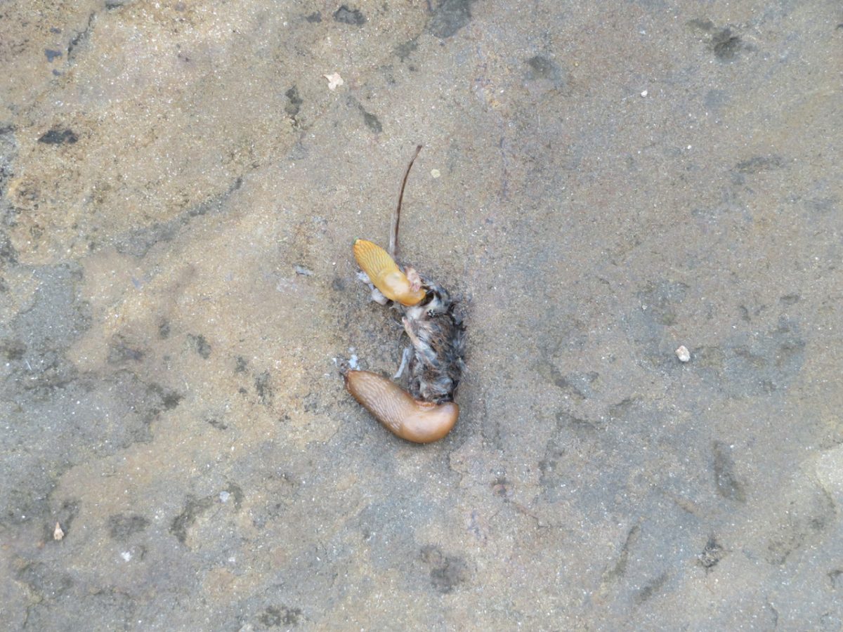 Taking Care of the Little Things in Life - by Val Bourne