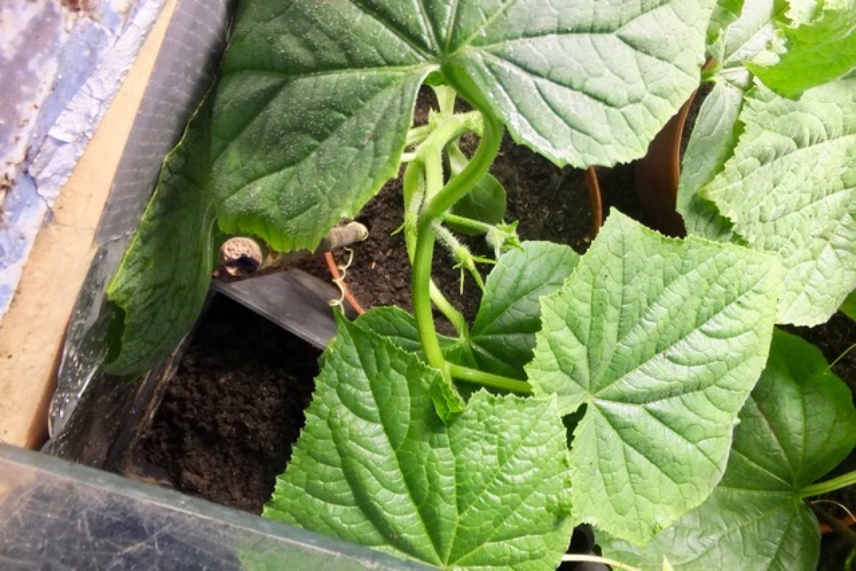 Get going in your greenhouse right now - by Bob Flowerdew