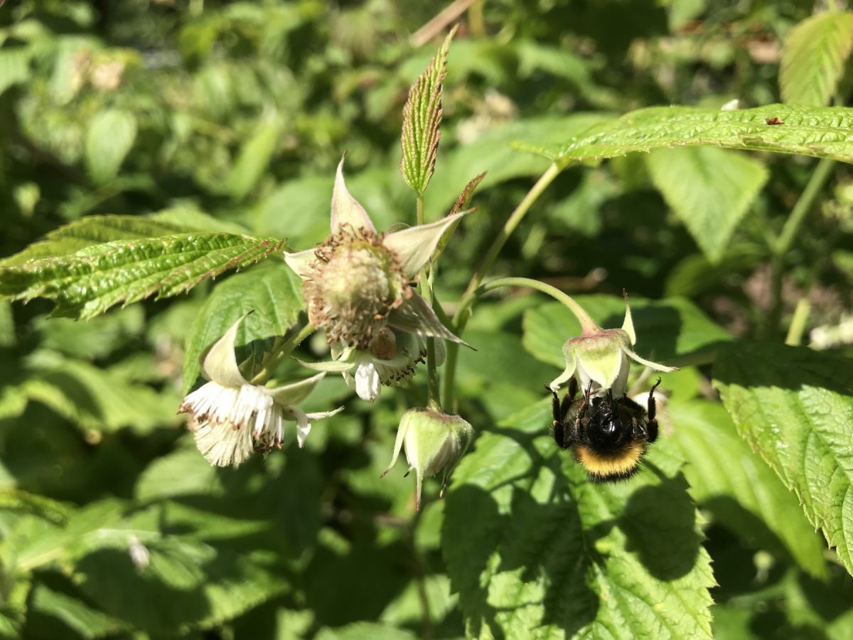 Power Gardening for the planet - by Jean Vernon