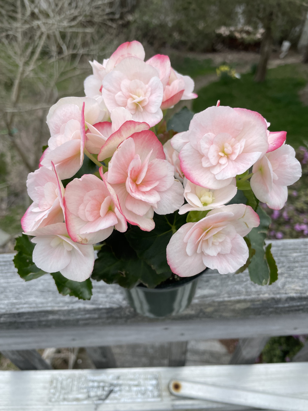 Growing Tuberous Begonias - by Roger Marshall