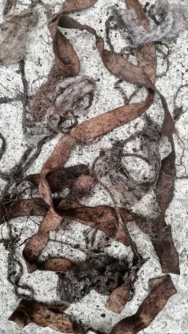 Rot or not - by John Walker