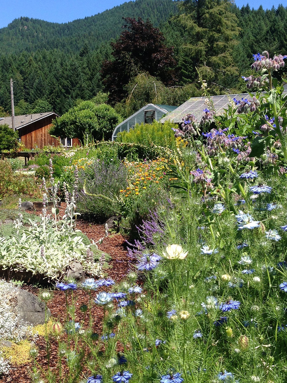 Herbs to Start in the Greenhouse - by Mary-Kate Mackey