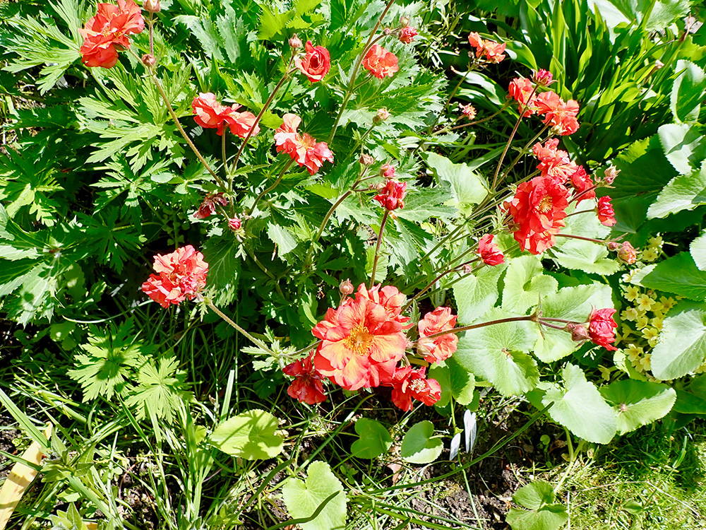 Develop a Flower Arranger’s Eye - by Val Bourne