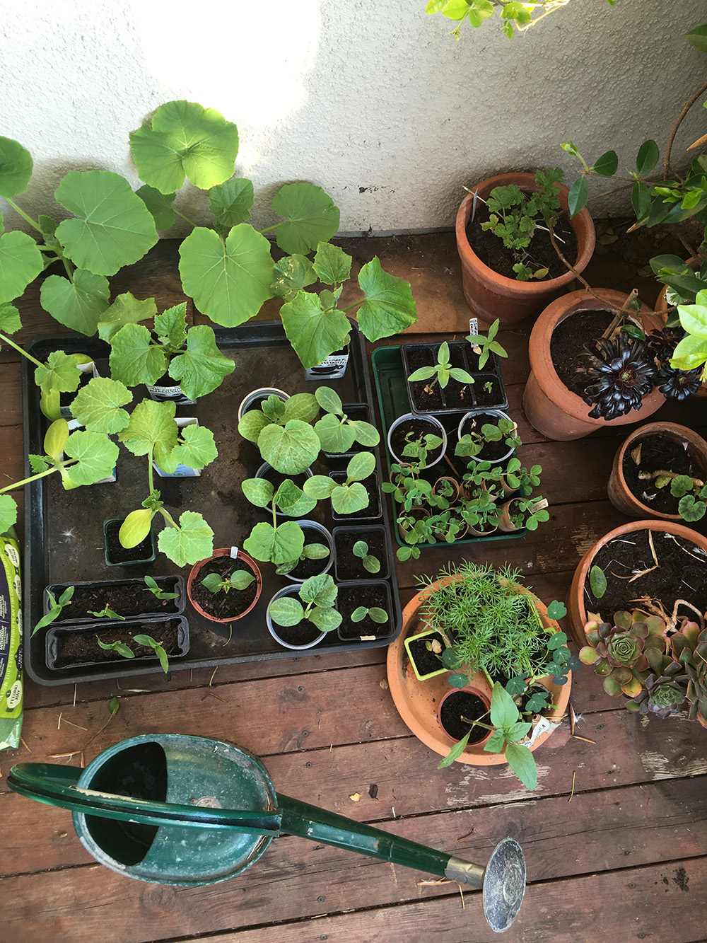 Planting out - by Lia Leendertz