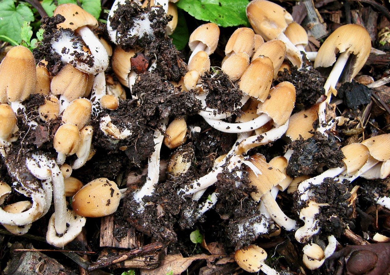 Sprummer - by John Walker