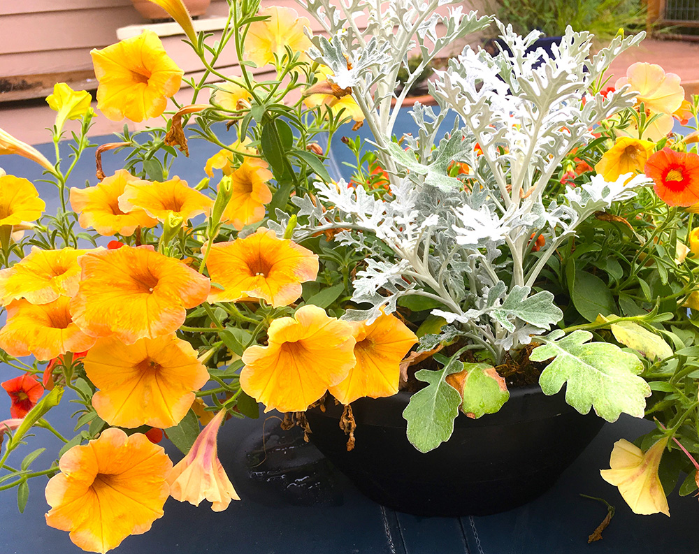 Go Plant Shopping in Your Own Garden – Your greenhouse can help - by ...