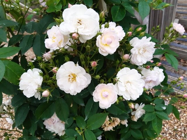 Roses Galore - by Val Bourne