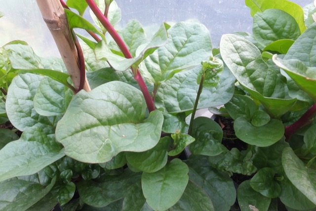 Basella, or tropical spinach - by Bob Flowerdew