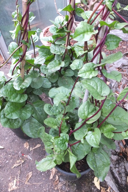 Basella, or tropical spinach - by Bob Flowerdew