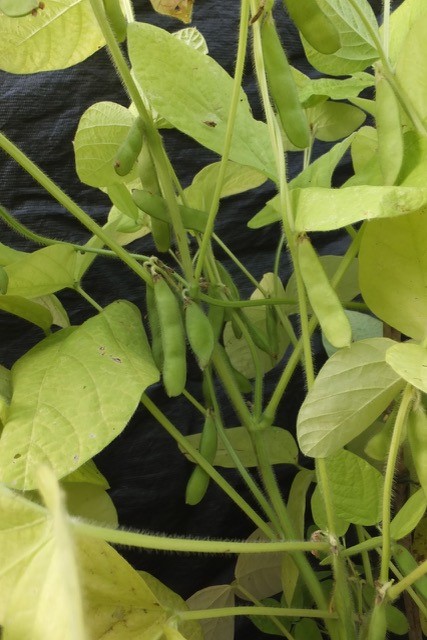 Edamame beans - by Bob Flowerdew