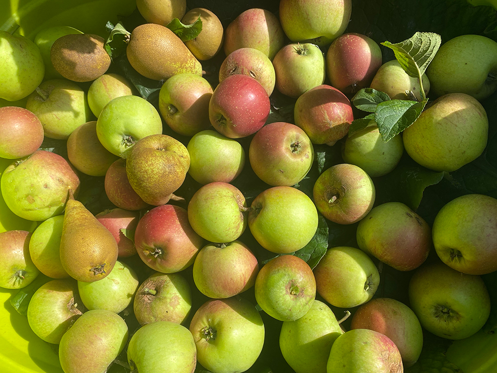 An apple a day - by Jean Vernon