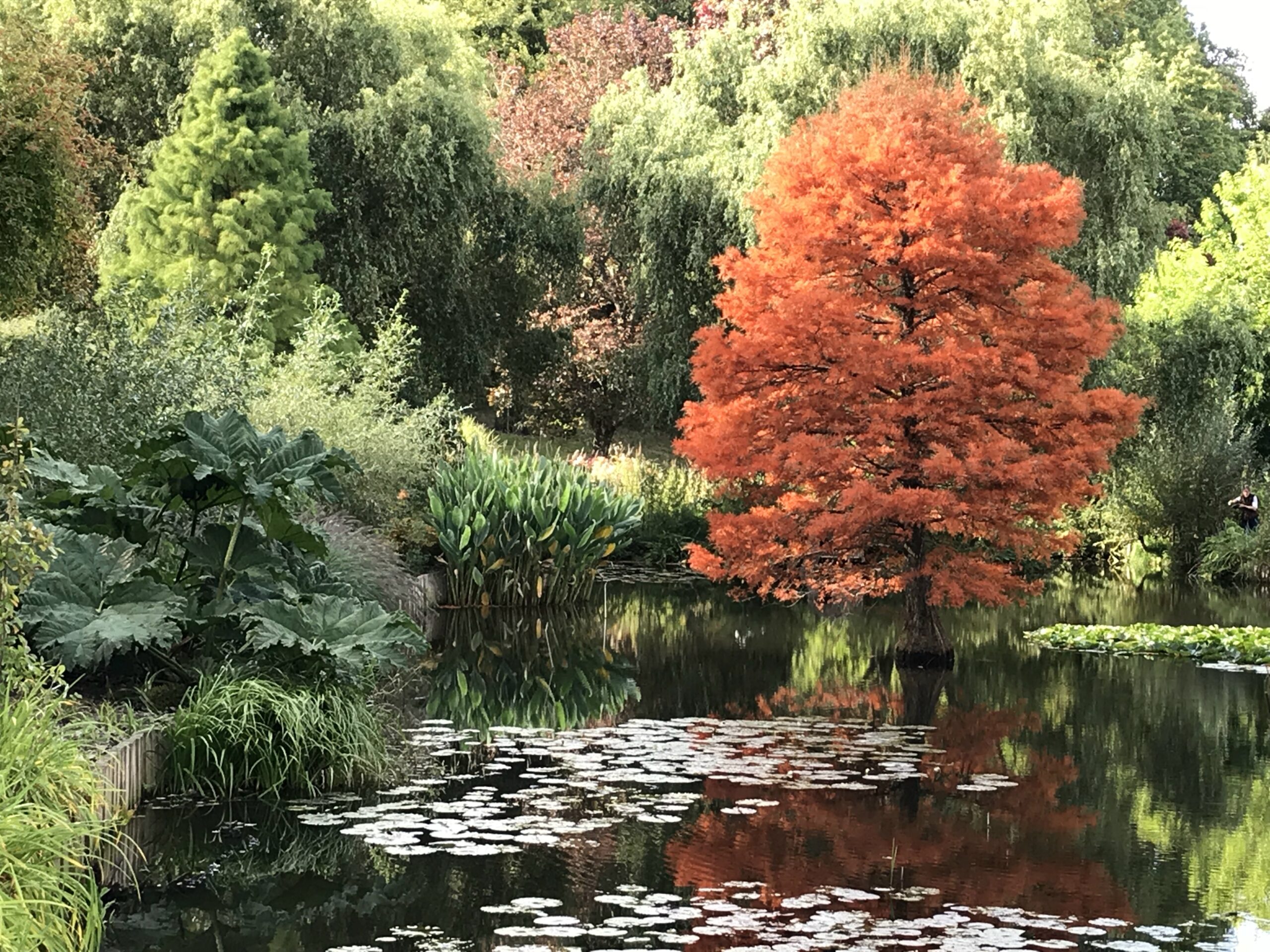 Why trees matter - by Jean Vernon