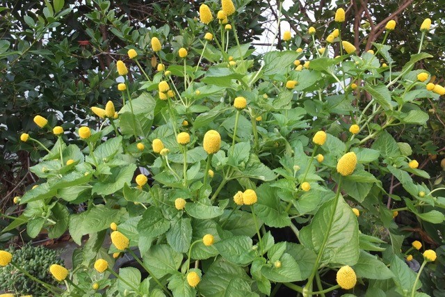 Acmella, the Toothache plant - by Bob Flowerdew