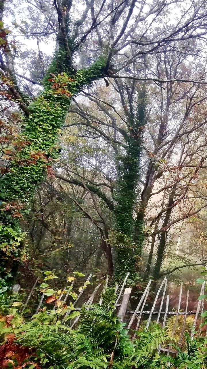 Flower power - by John Walker