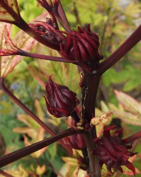 Roselle for Christmas cheer by Bob Flowerdew