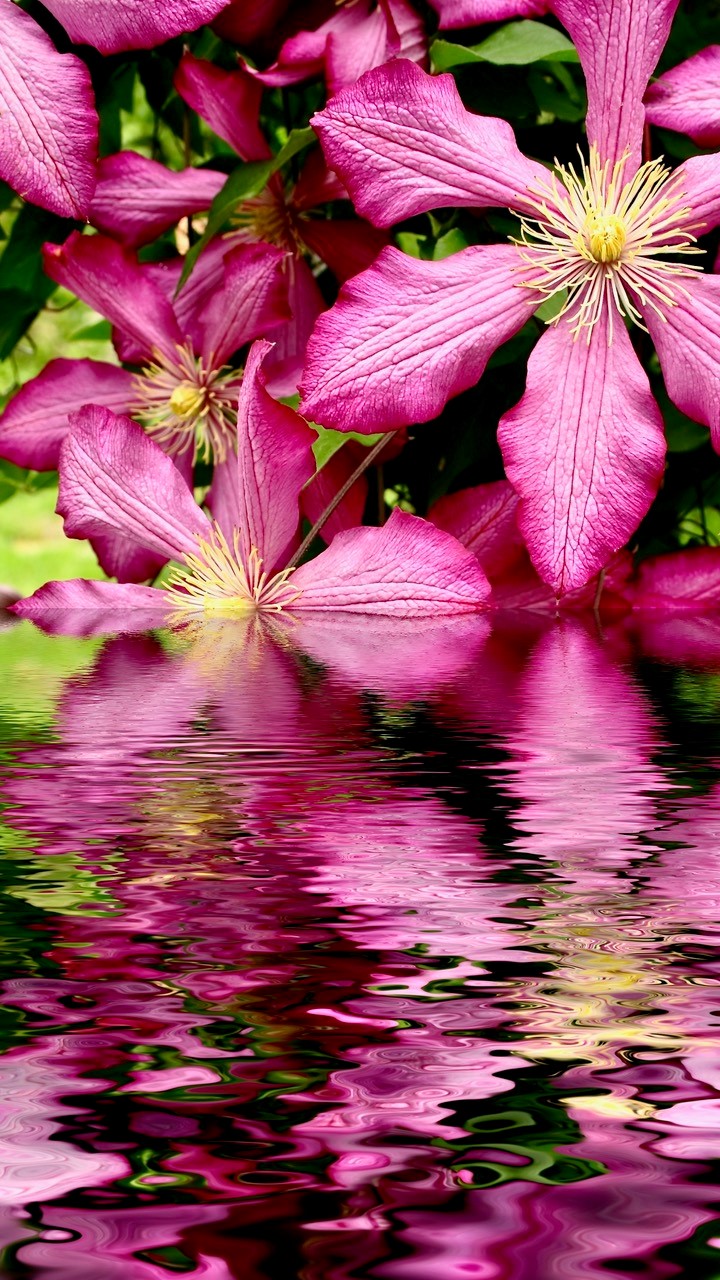 Garden intelligence - by John Walker