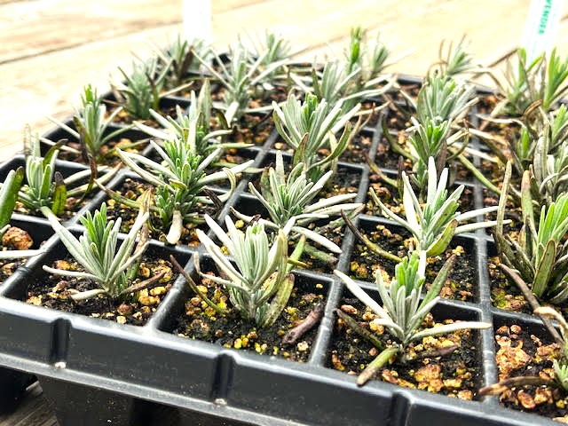Sticking Lavender in the Greenhouse - by Mary-Kate Mackey