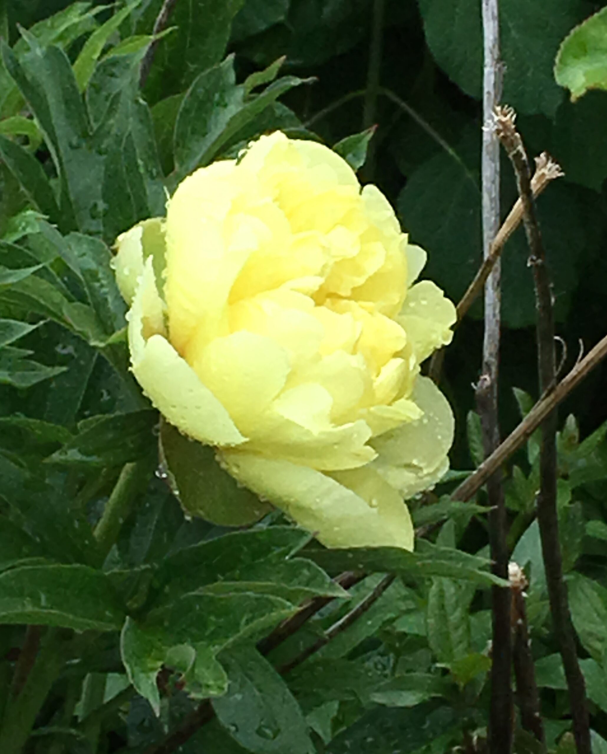 Award-winning Plants—Richie Steffen Tells How to Find Them - by Mary ...