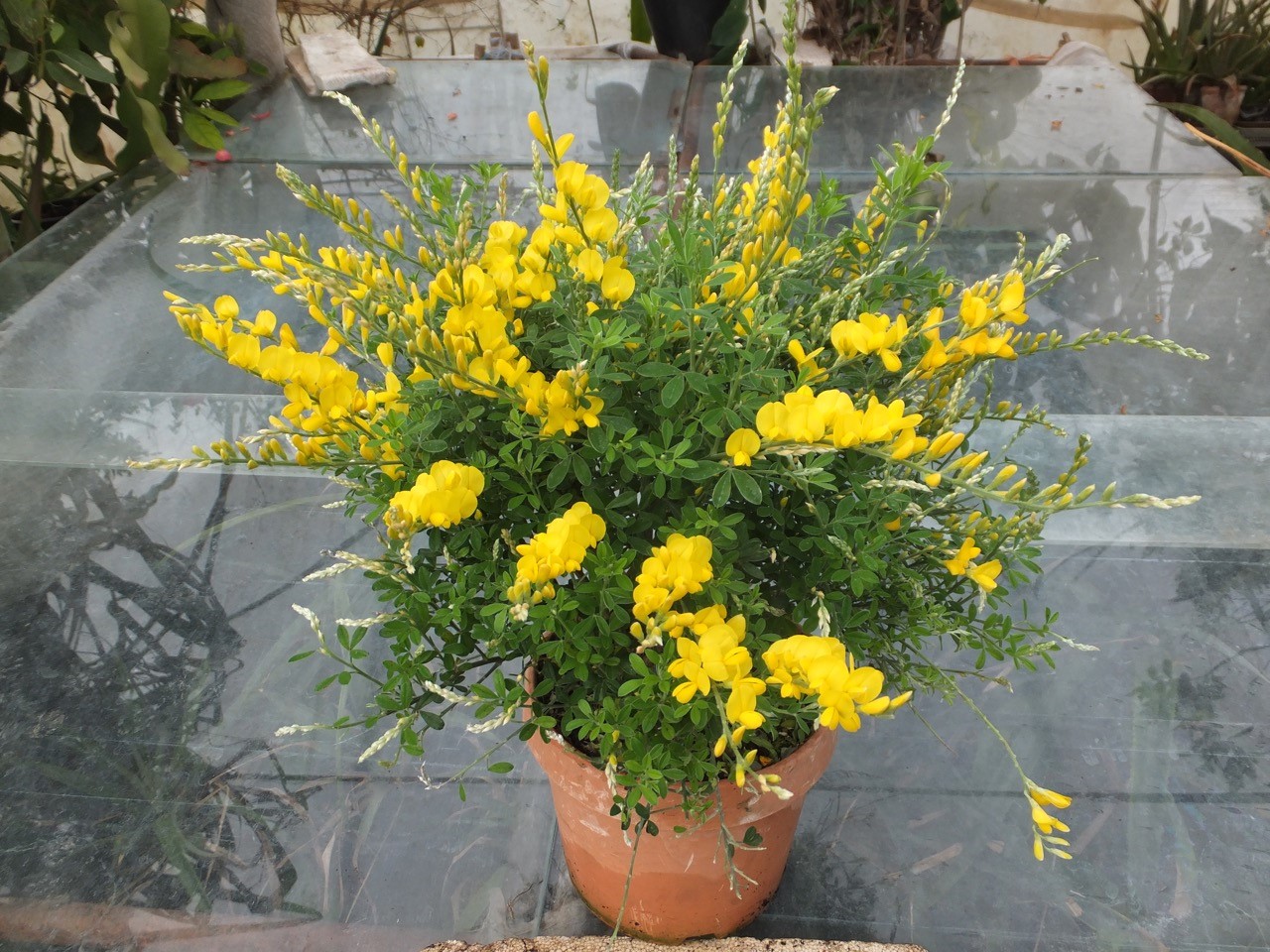 Genistas - by Bob Flowerdew