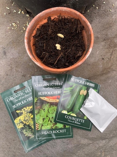 Planting for second crops in midsummer - by Lia Leendertz