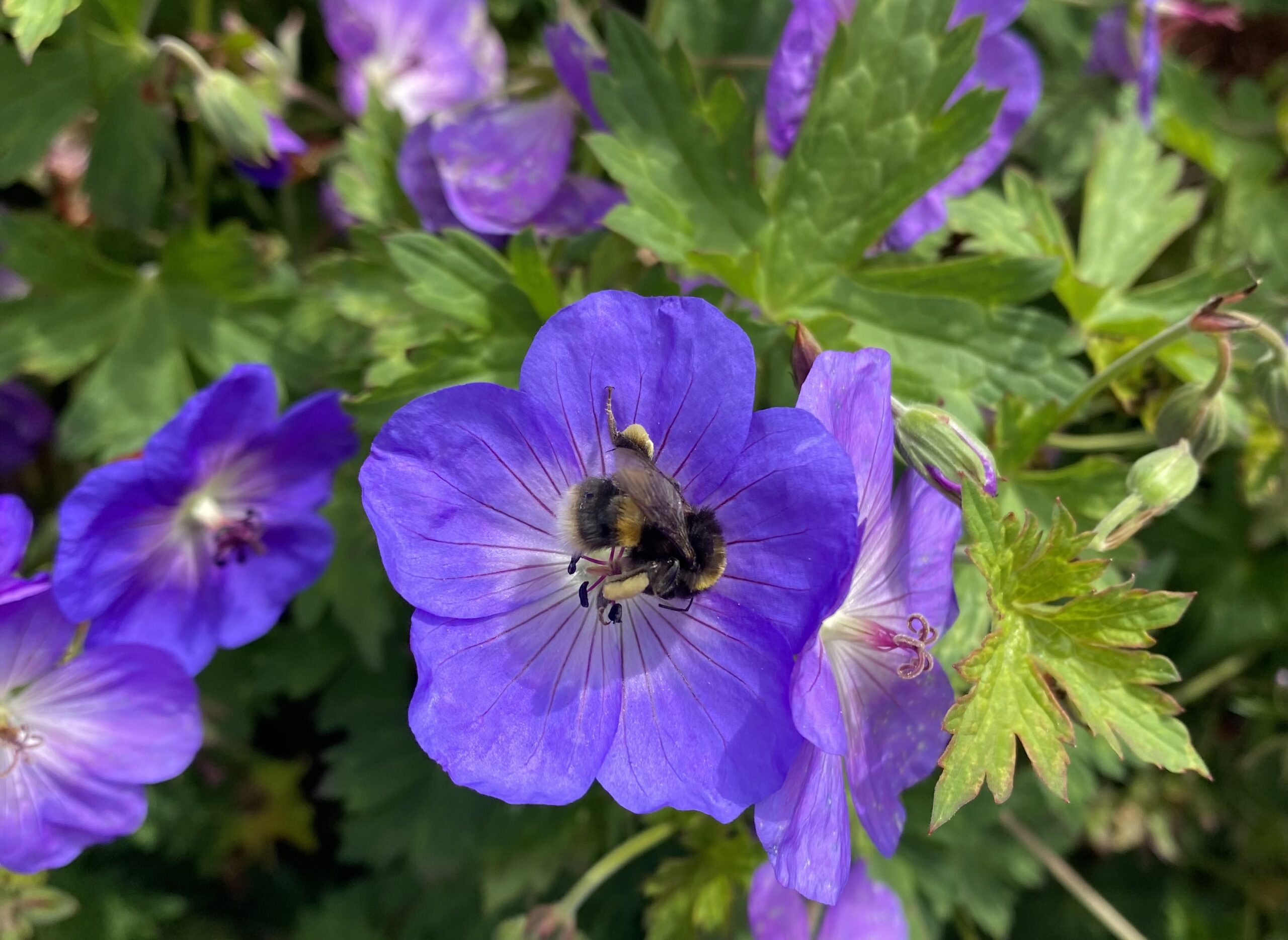 Can you harness the power of colour in the garden? - by Jean Vernon