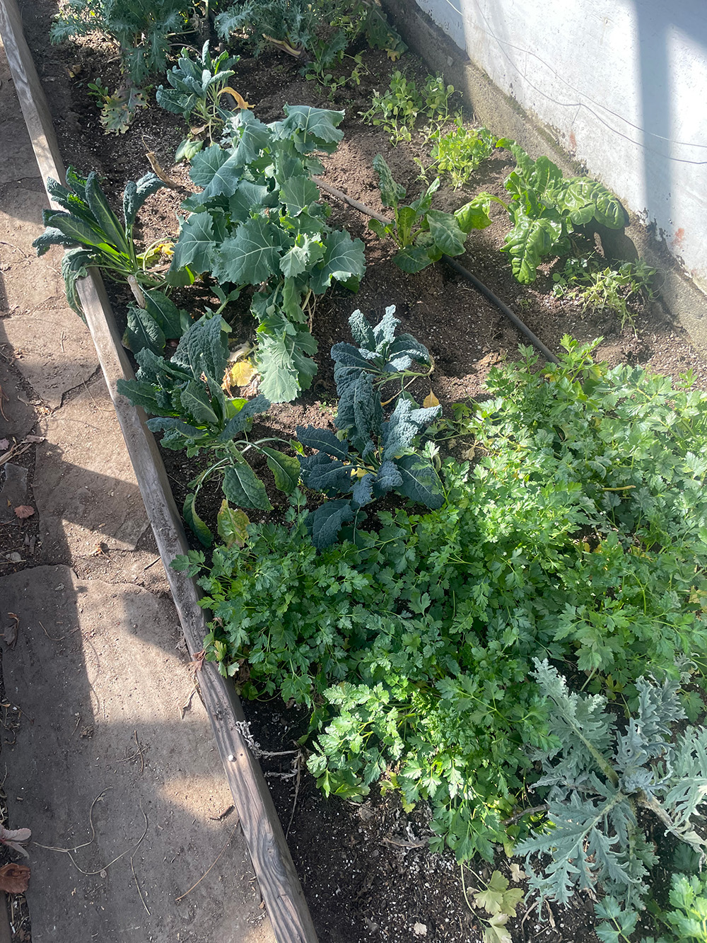 Gardening and Microclimates - by Roger Marshall