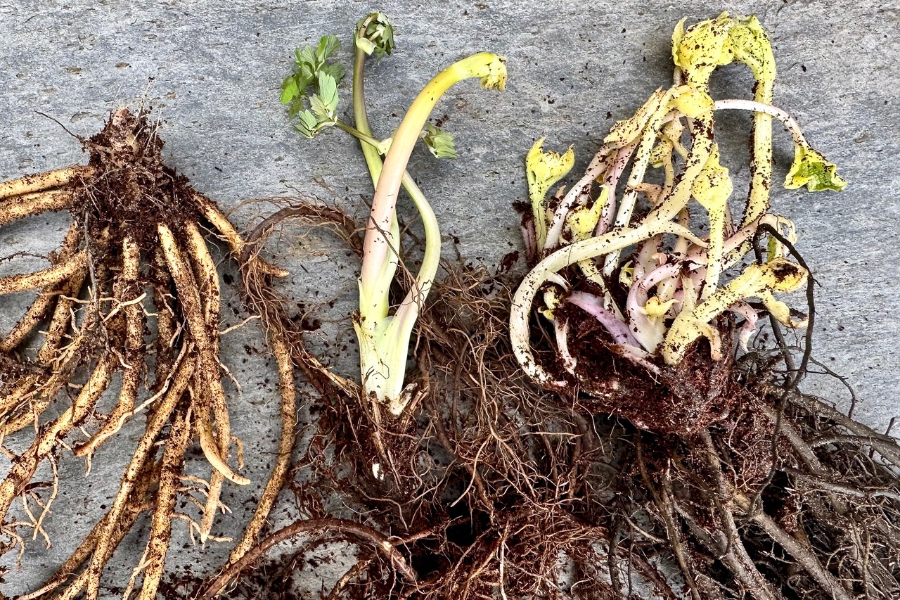 Bare essentials - by John Walker