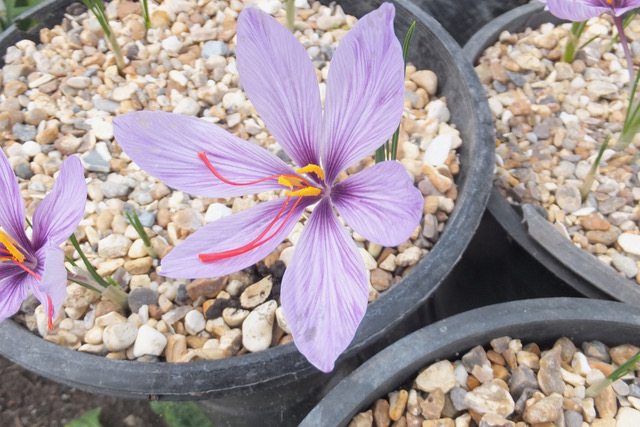 The most valuable plant in the world - by Bob Flowerdew